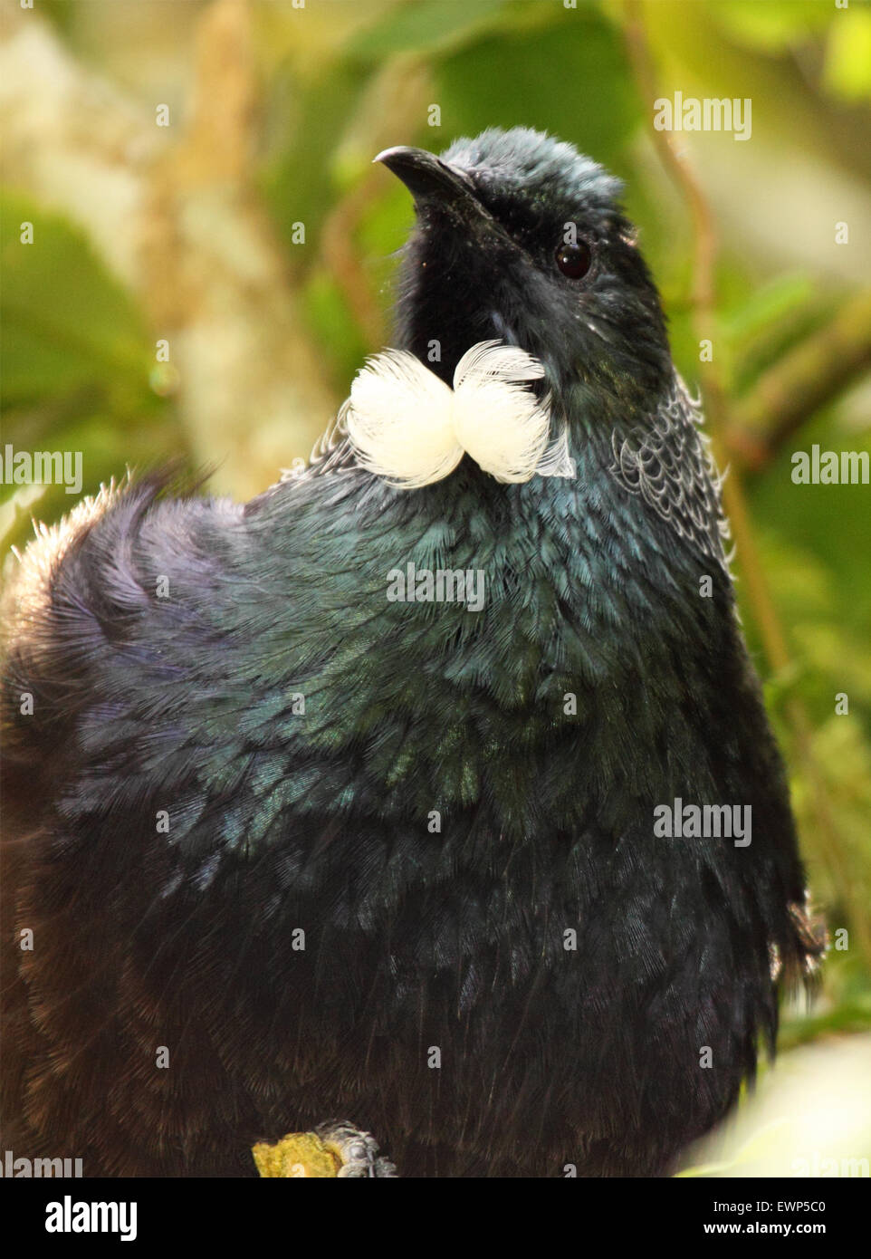 A curling portrait of a Tui Stock Photo - Alamy