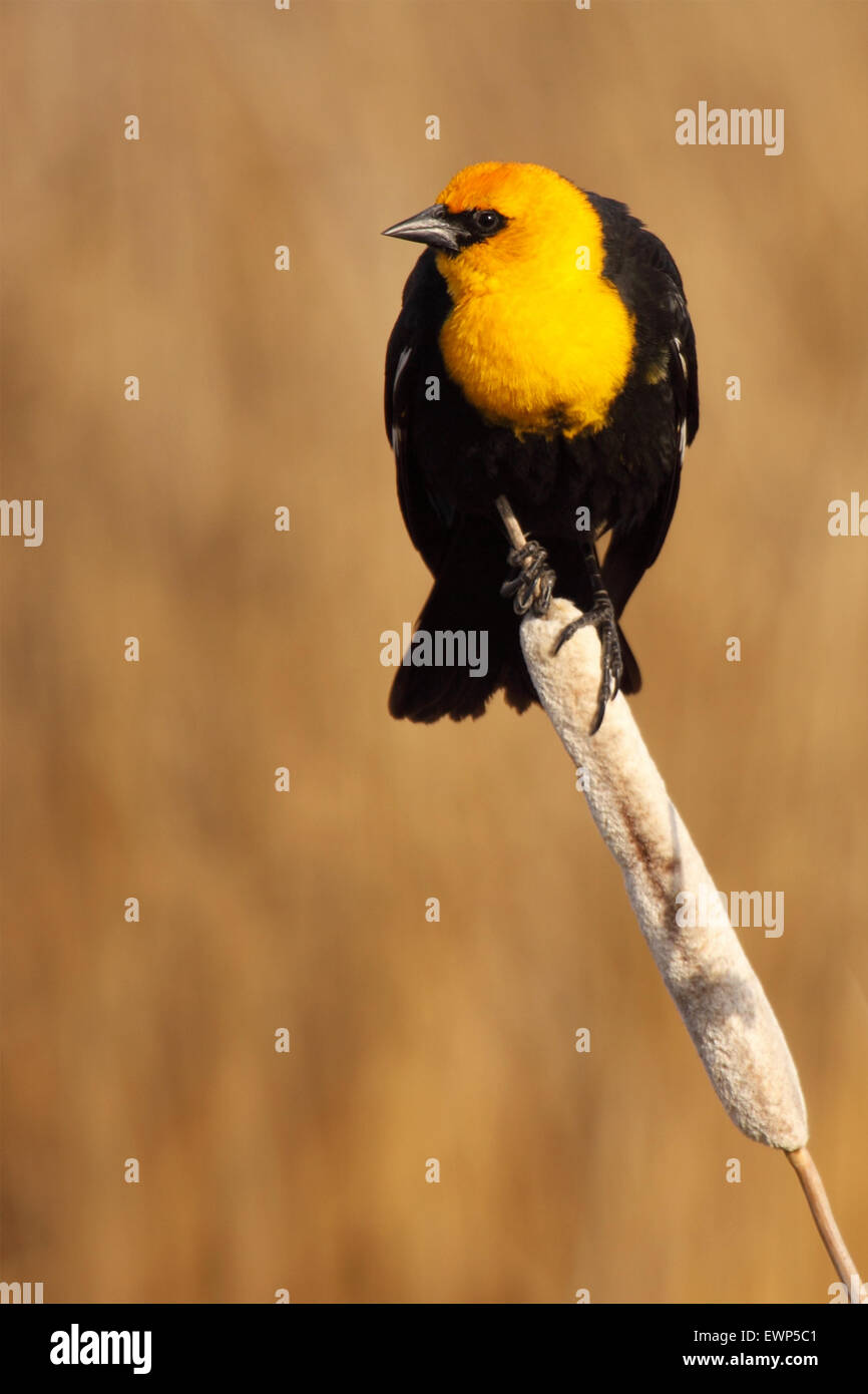 Bird perched on cattail hi-res stock photography and images - Alamy