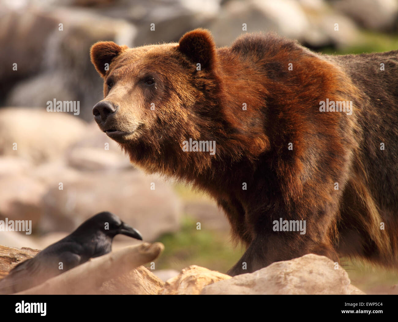 A Grizzly Bear looking up from feeding Stock Photo - Alamy