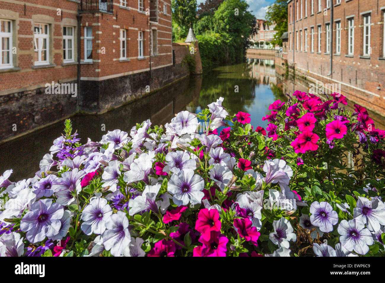 Belgium flowers hi-res stock photography and images - Alamy