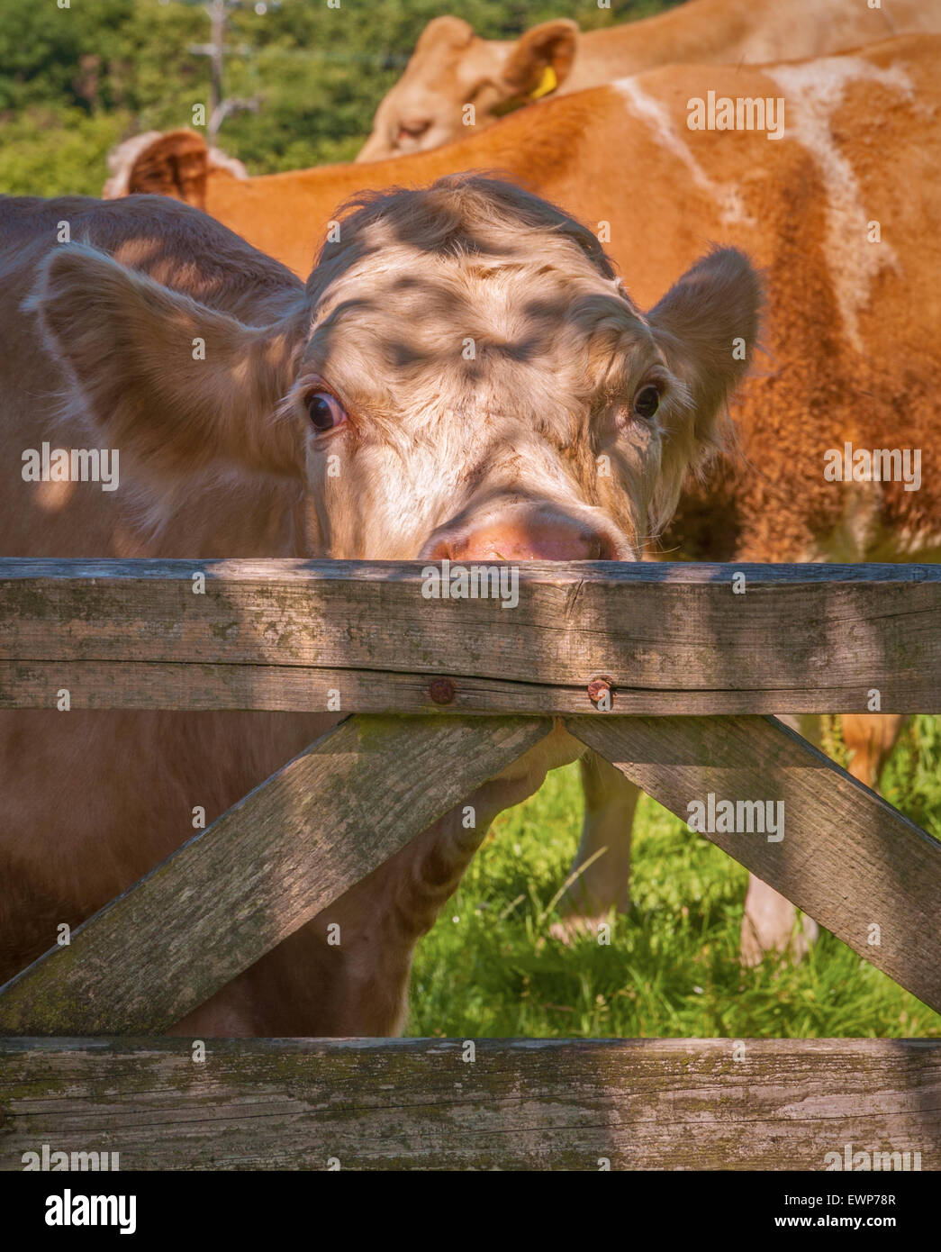 Five cows looking over a gate hi-res stock photography and images - Alamy