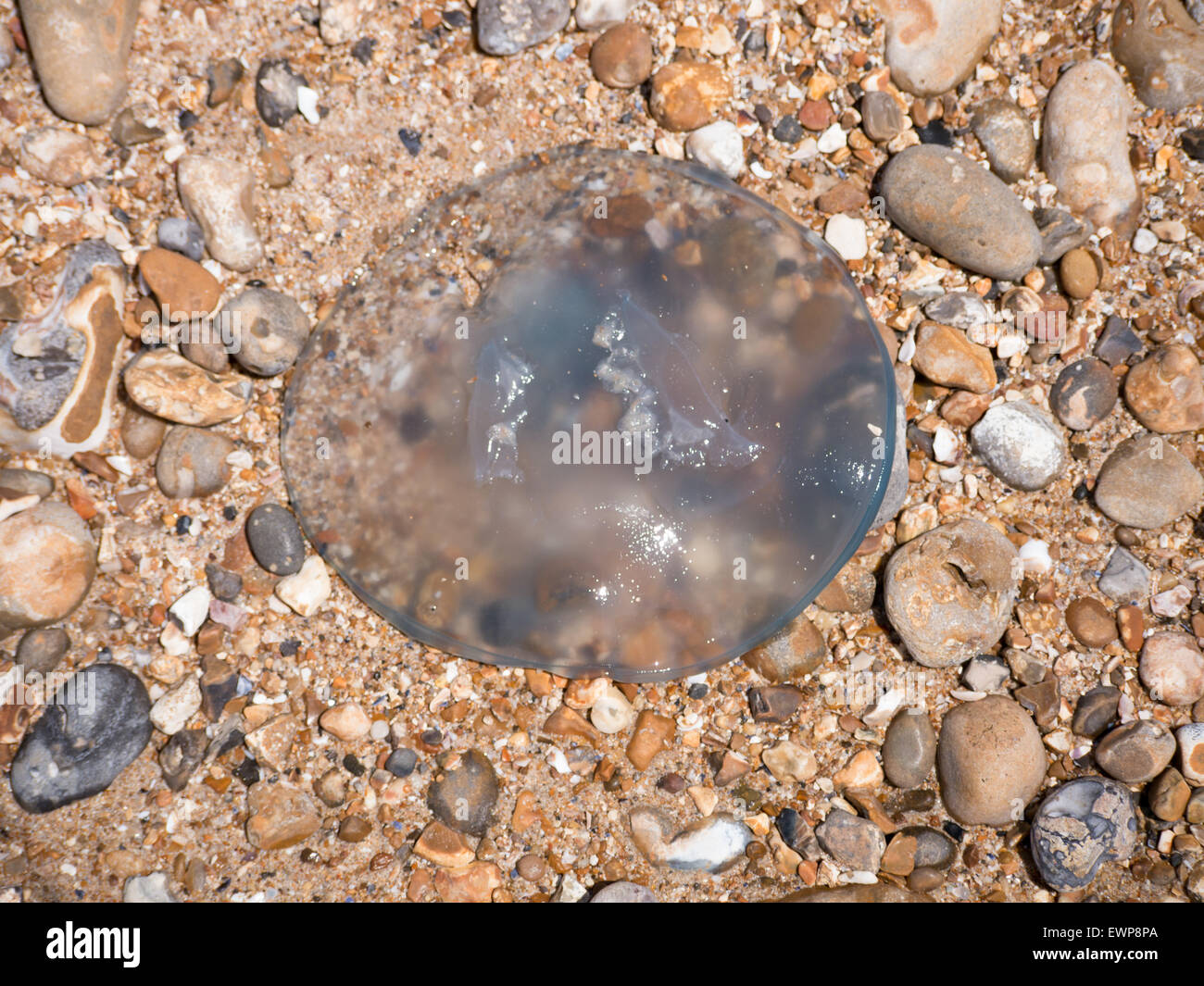 A jelly fish washed ashore on a beach Stock Photo - Alamy