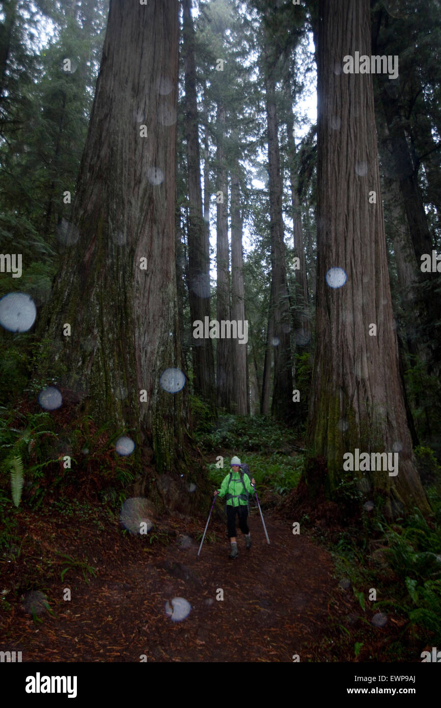 Huge trees hi-res stock photography and images - Alamy