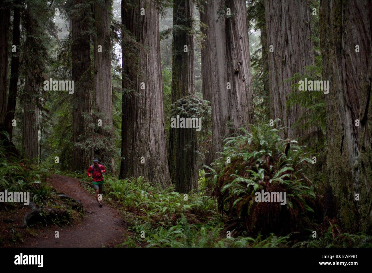 A man running trail through huge trees Stock Photo - Alamy