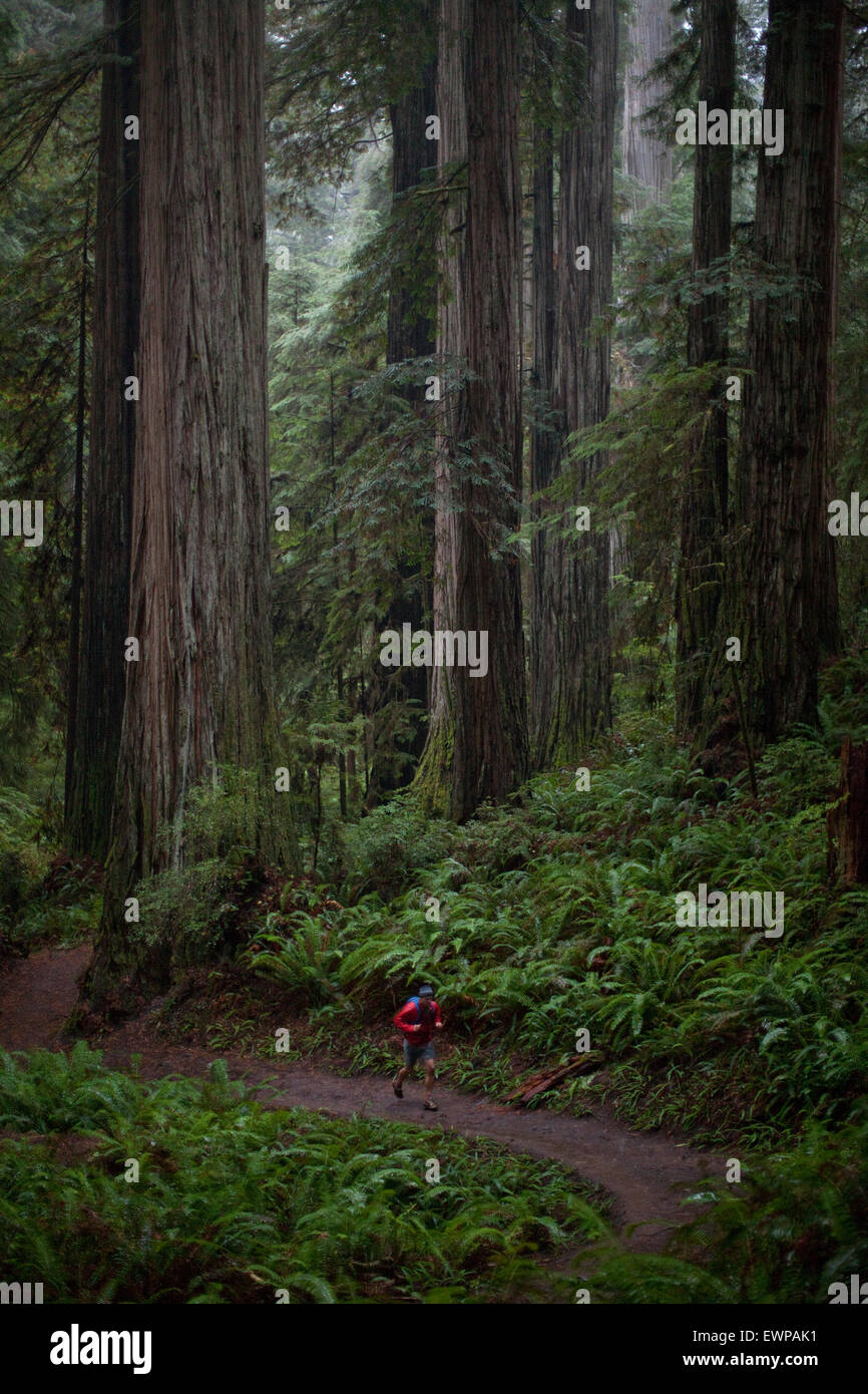 Huge trees hi-res stock photography and images - Alamy