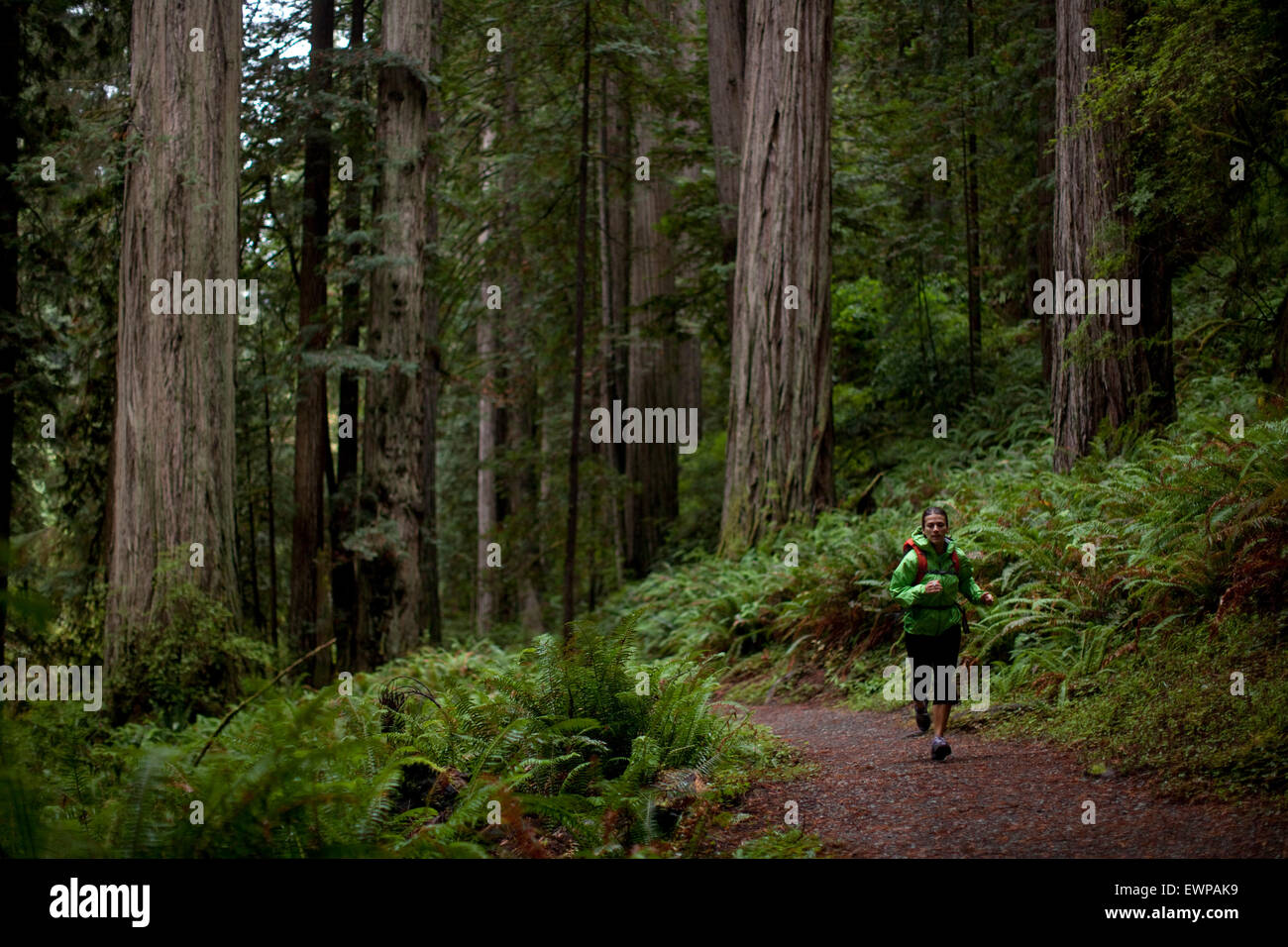 Big tree trail hi-res stock photography and images - Alamy