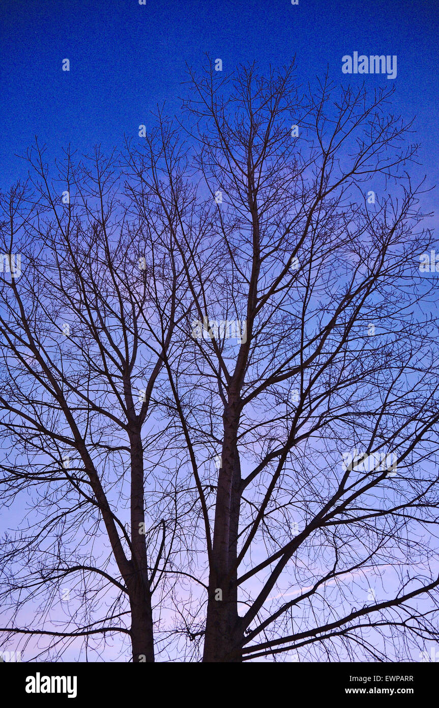 Twilight winter tree Stock Photo - Alamy