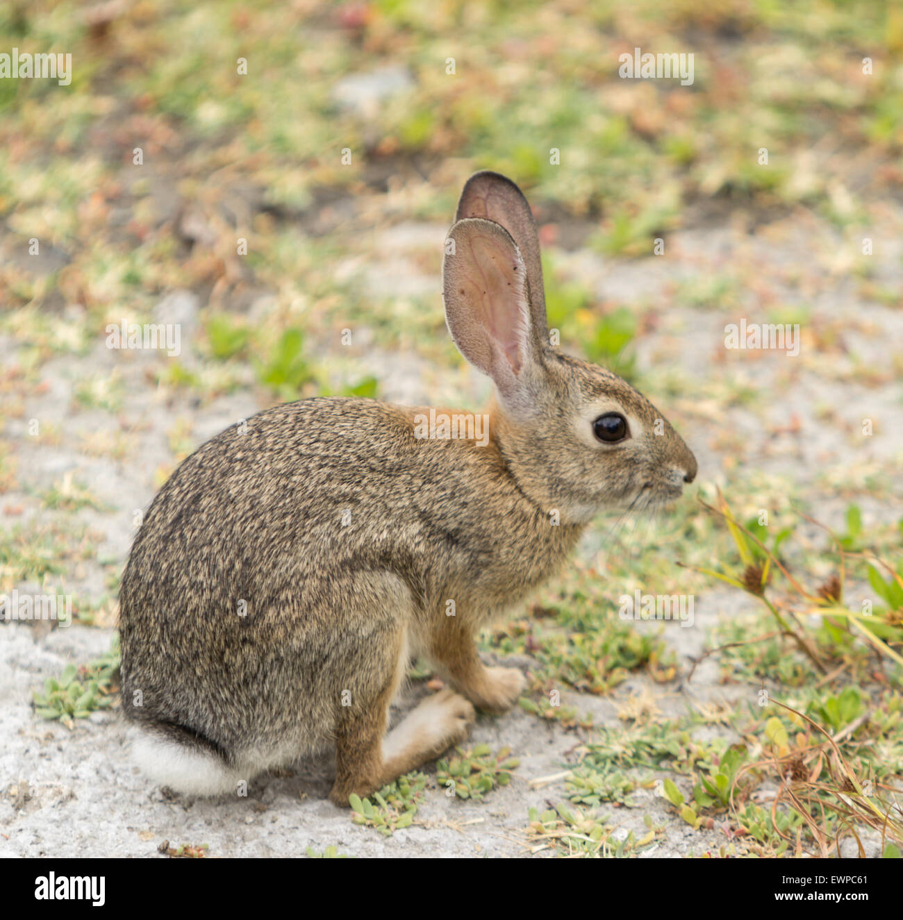 United states baby rabbit High Resolution Stock Photography and Images ...