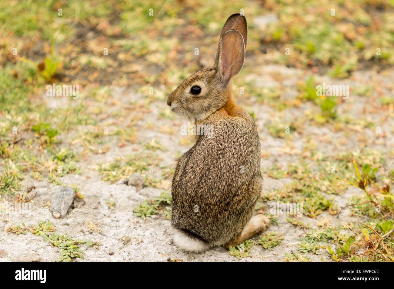 Juvenile rabbit, Sylvilagus bachmani, wild brush rabbit on a hiking ...