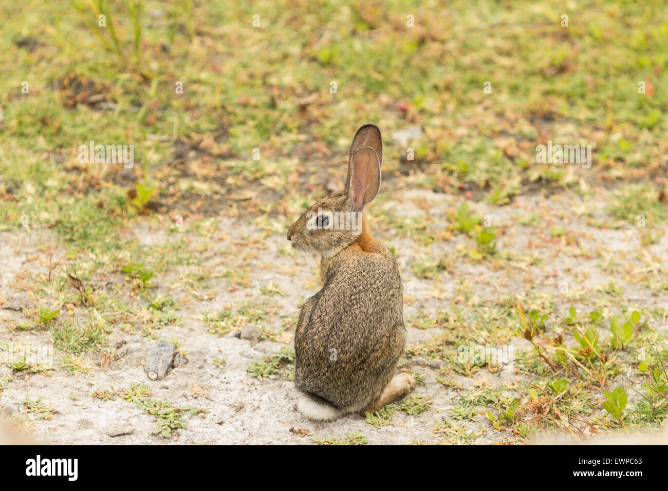 Juvenile rabbit, Sylvilagus bachmani, wild brush rabbit on a hiking ...