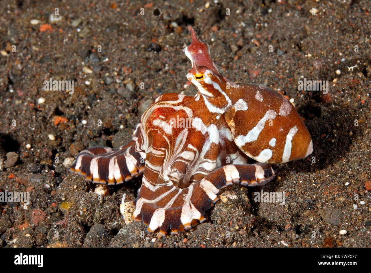 Wonderpus Octopus, Wunderpus photogenicus. Tulamben, Bali, Indonesia ...