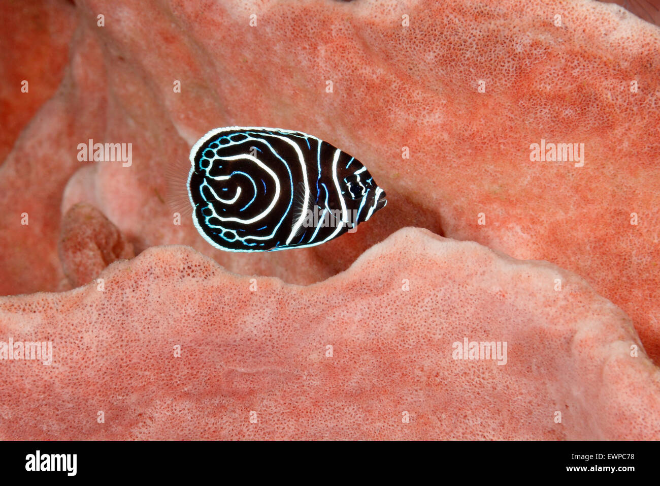 A very small Juvenile Emperor Angelfish, Pomacanthus imperator ...