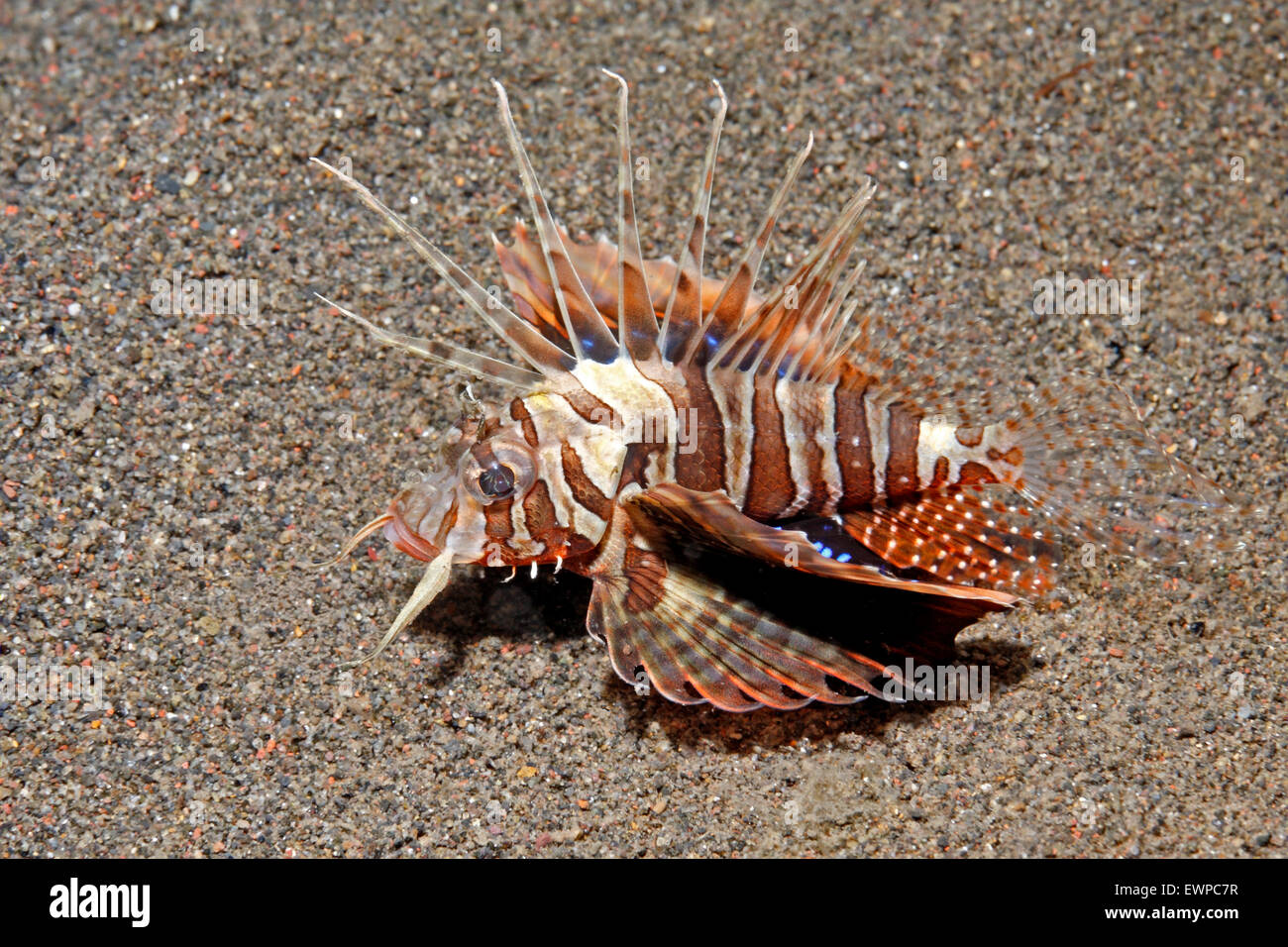 Blackfoot Lionfish