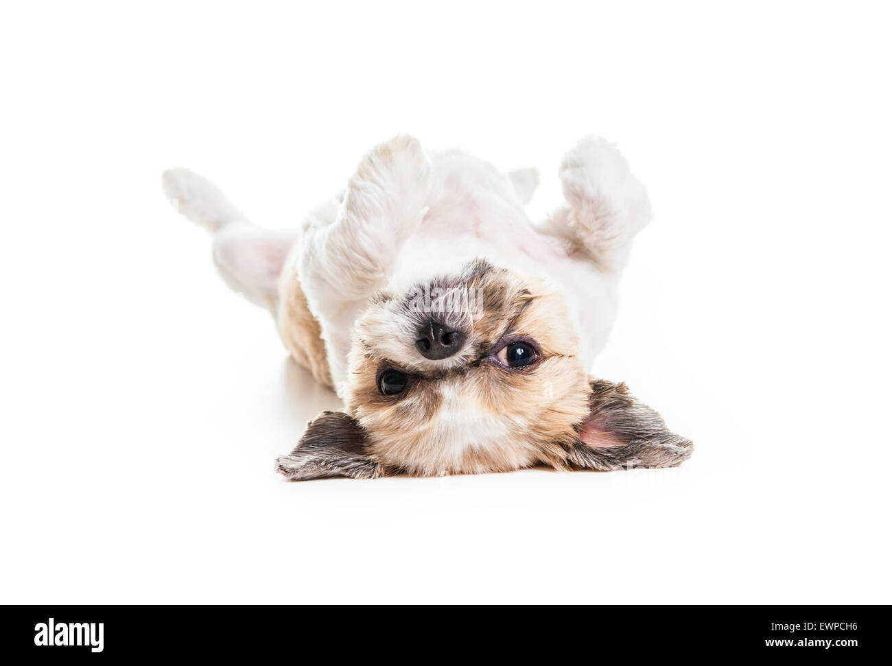 Upside down dog hi-res stock photography and images - Alamy