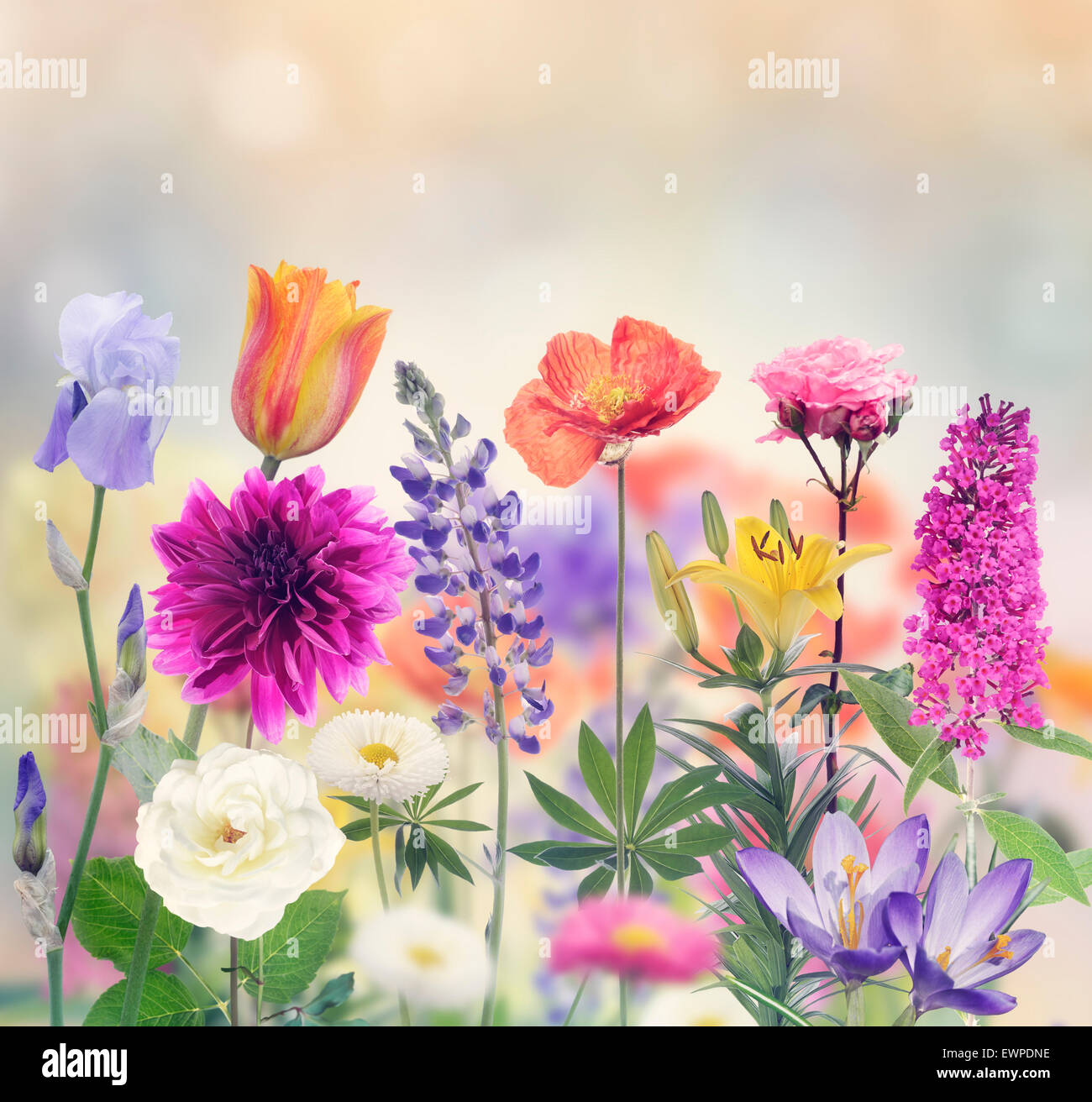 Wallpaper variety hi-res stock photography and images - Alamy