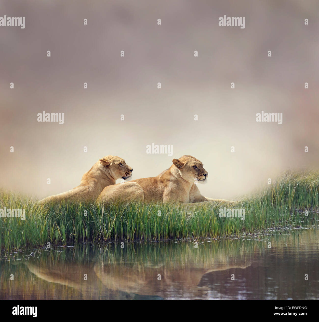 Female Lions Resting Near Pond Stock Photo - Alamy