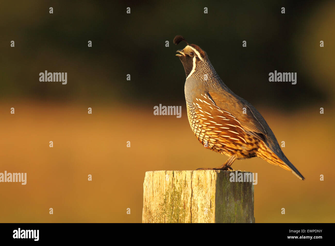 Calling point hi-res stock photography and images - Alamy