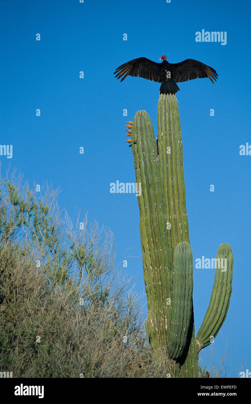 Turkey vulture wingspan hi-res stock photography and images - Alamy