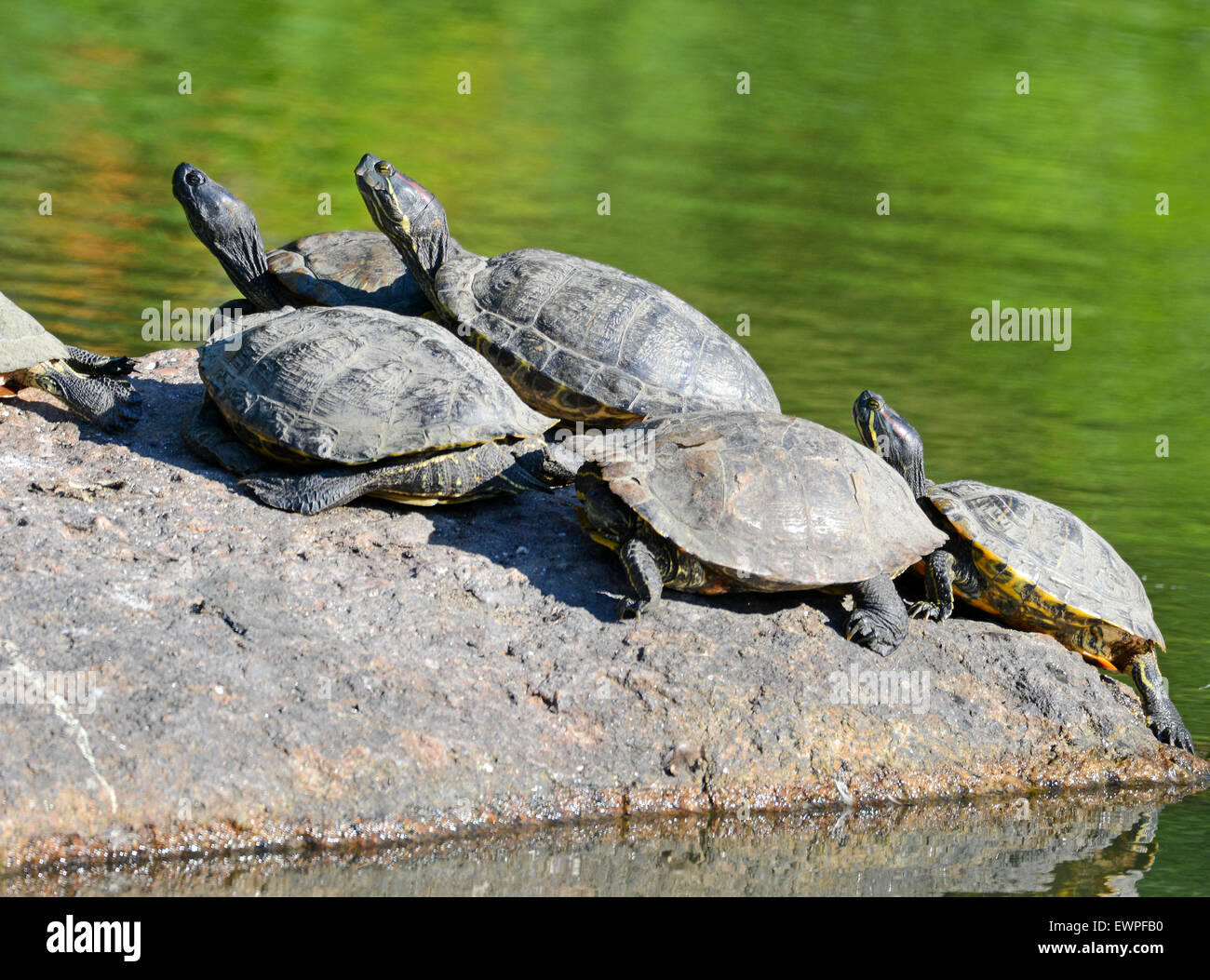 Turtles sunning themselves on log in pond Stock Photo - Alamy