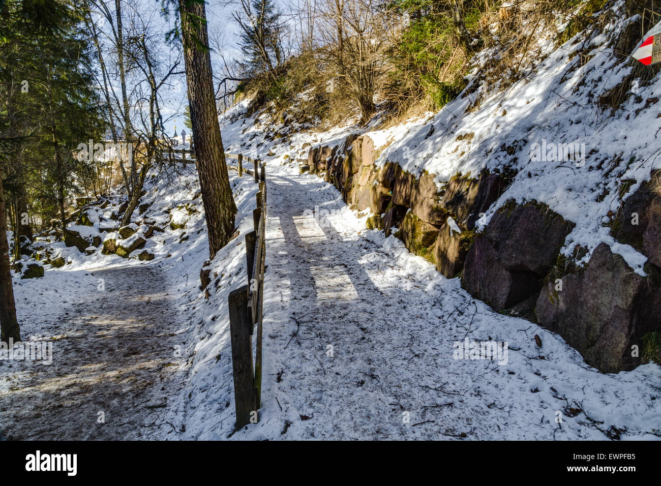 Brown walk path in a forest of green pines, spruces and firs on ...