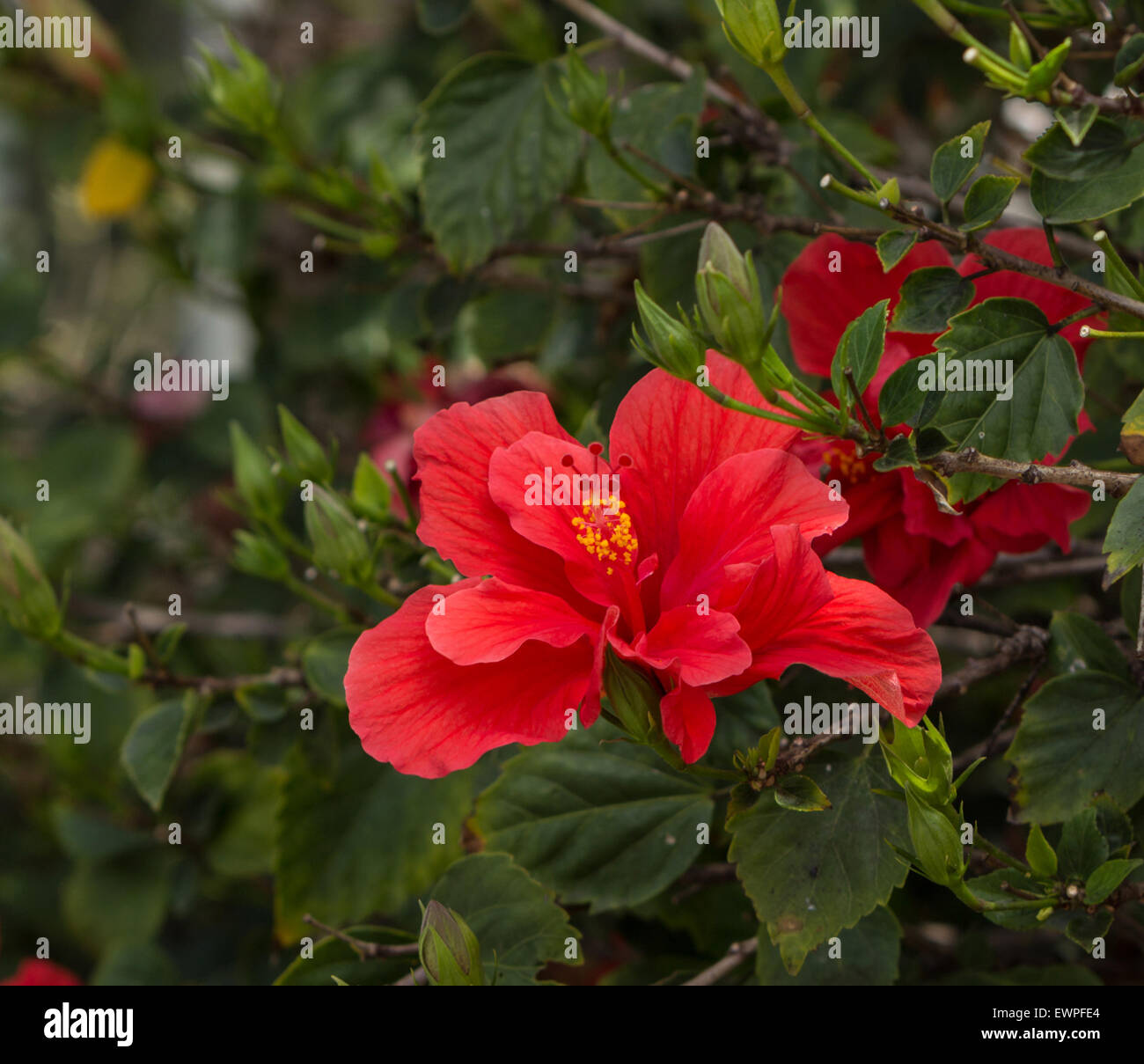 Red hibiscus flower blooms in spring in Hawaii Stock Photo - Alamy
