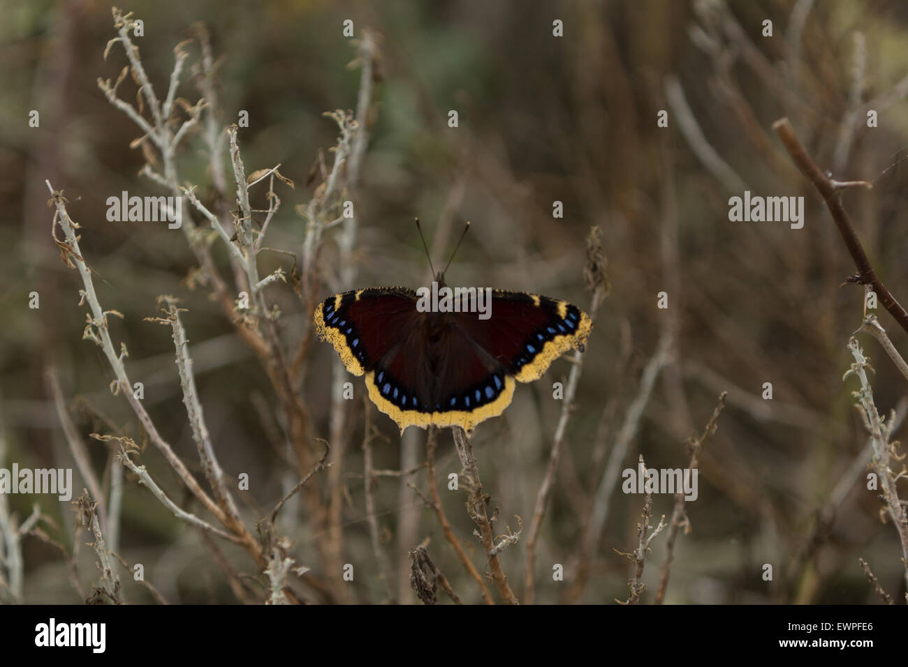Mourning cloak butterfly, Nymphalis antiopa, in spring Stock Photo - Alamy