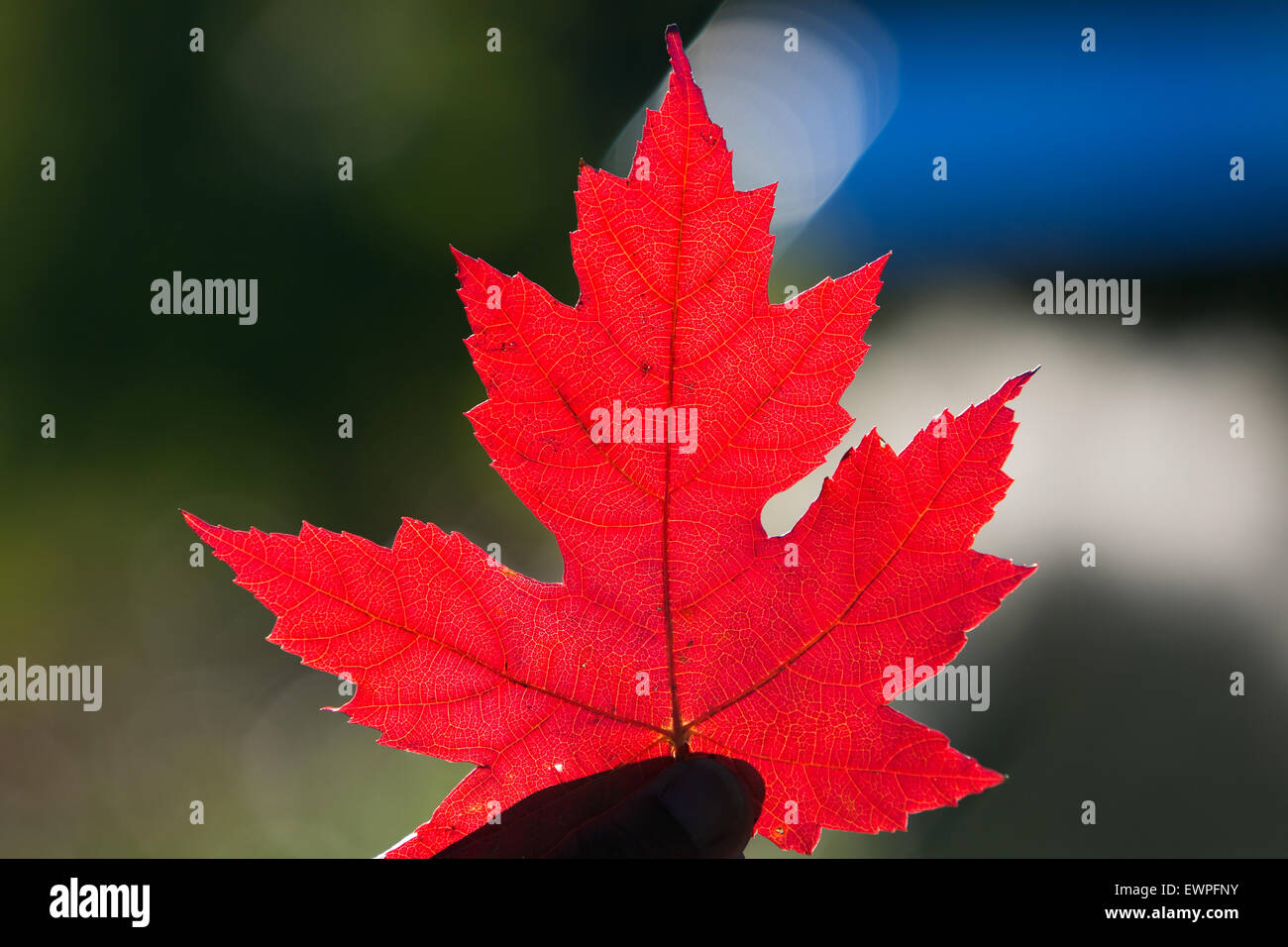 Toronto maple leaf hi-res stock photography and images - Alamy
