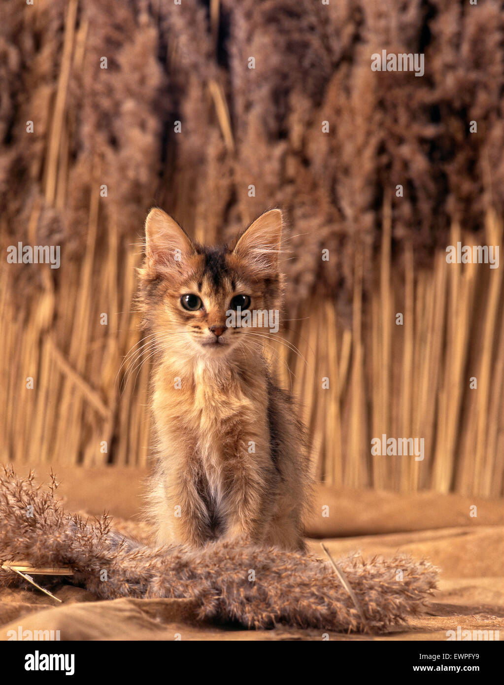 Somali cat hi-res stock photography and images - Alamy