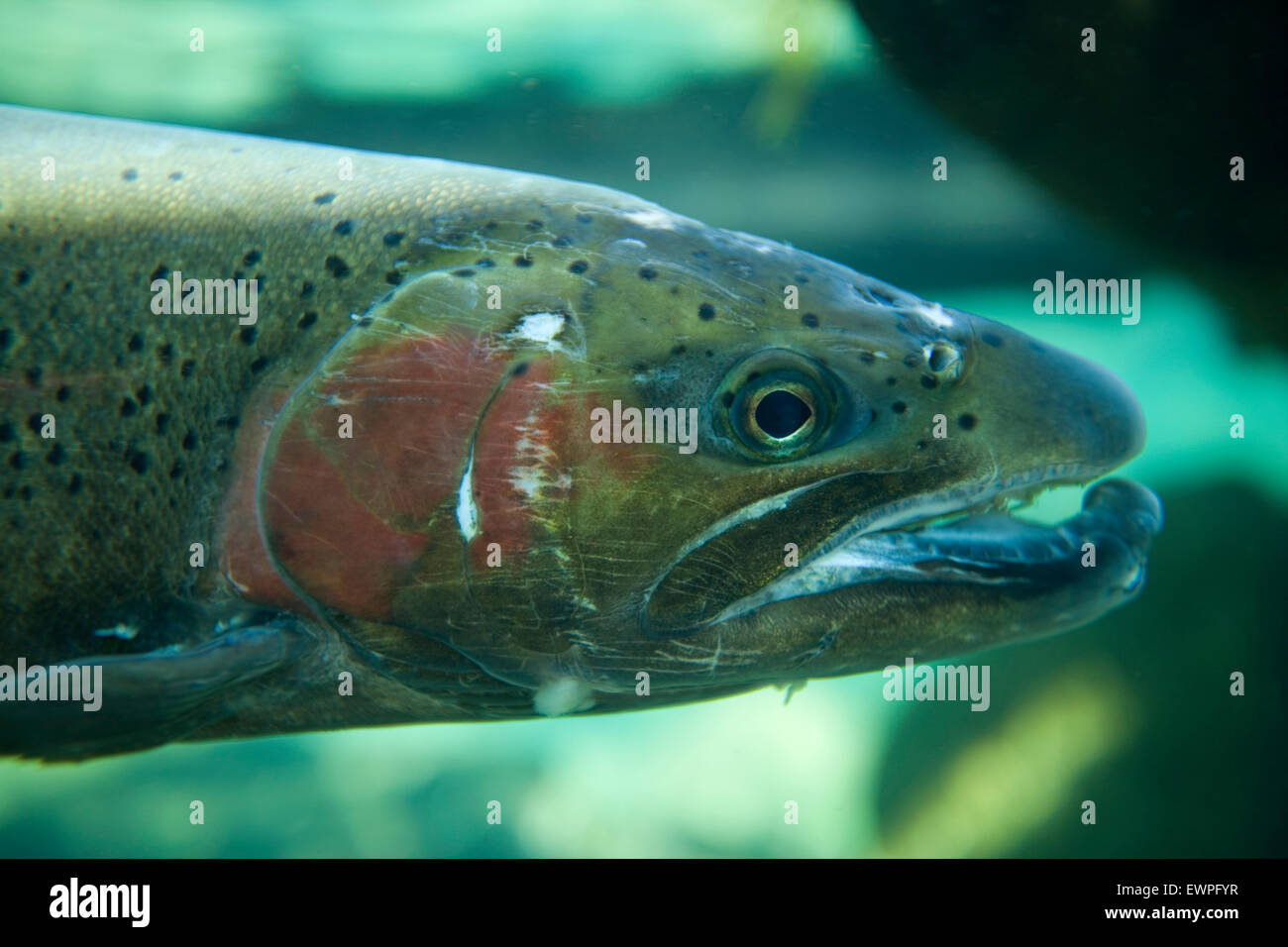A rainbow trout Stock Photo - Alamy