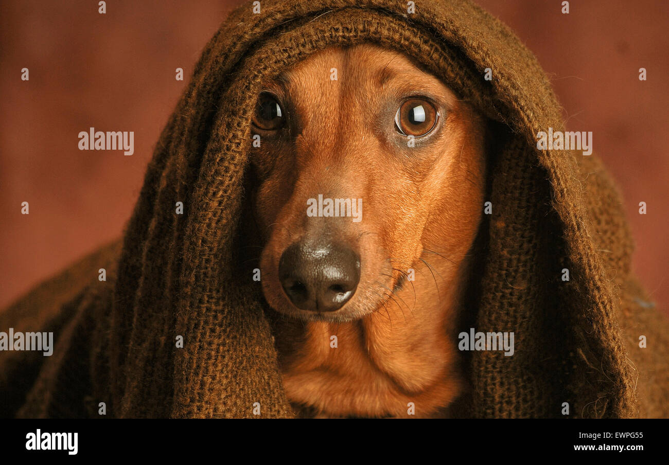 dachshund dog under a piece of cloth Stock Photo - Alamy