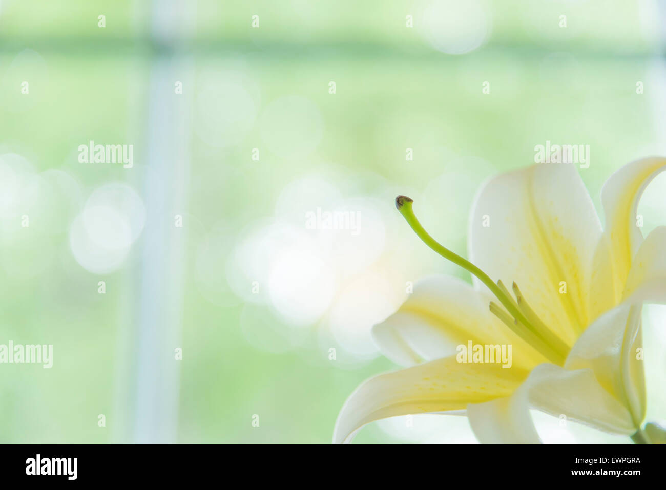 Yokohama yamate bluff hi-res stock photography and images - Alamy
