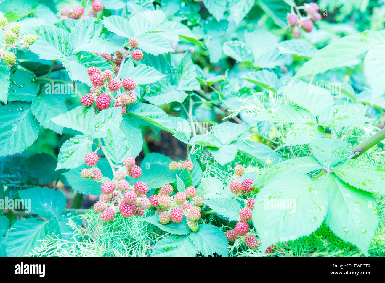 Yamate architecture hi-res stock photography and images - Alamy