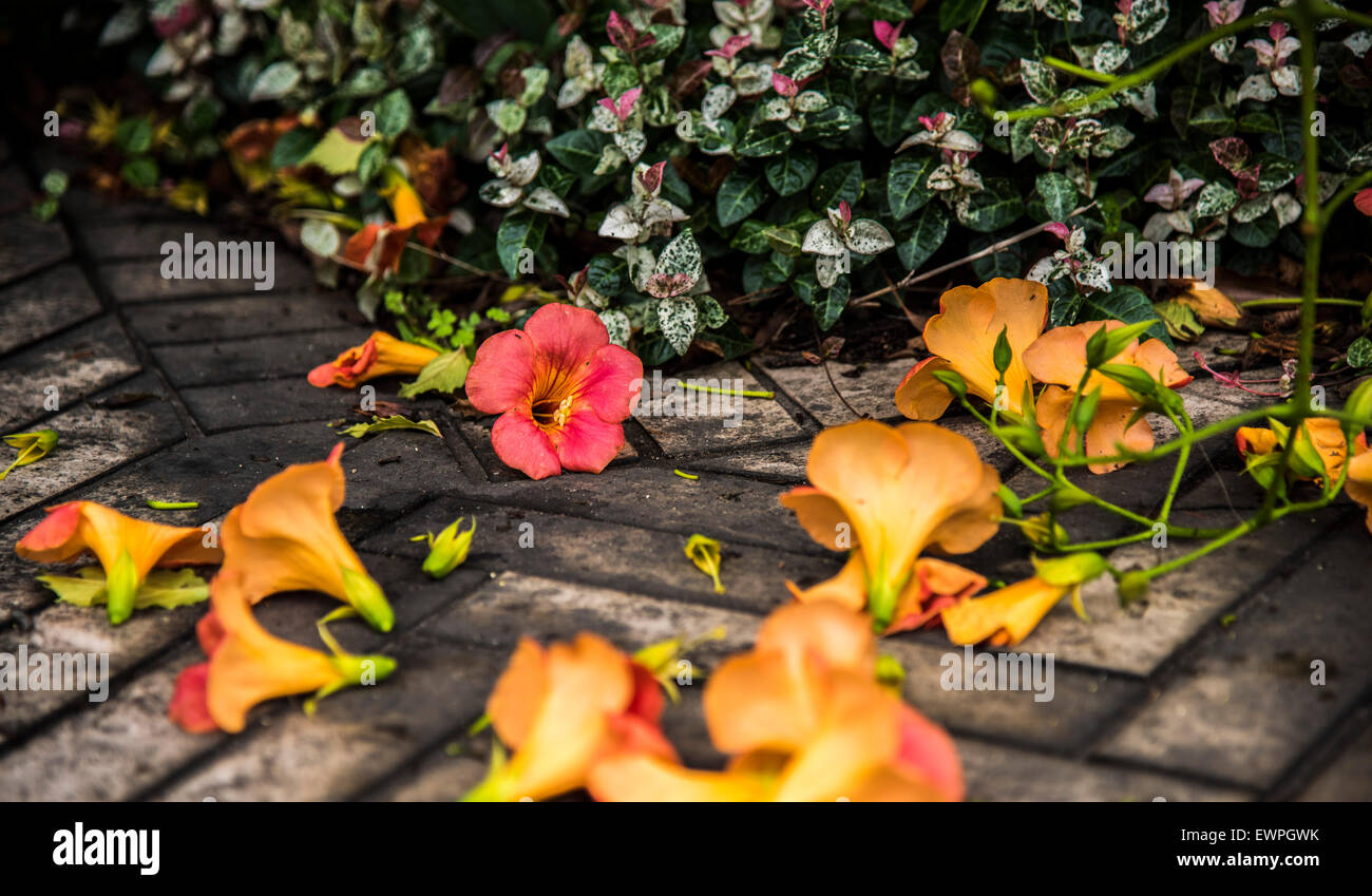 With fallen flowers hi-res stock photography and images - Alamy