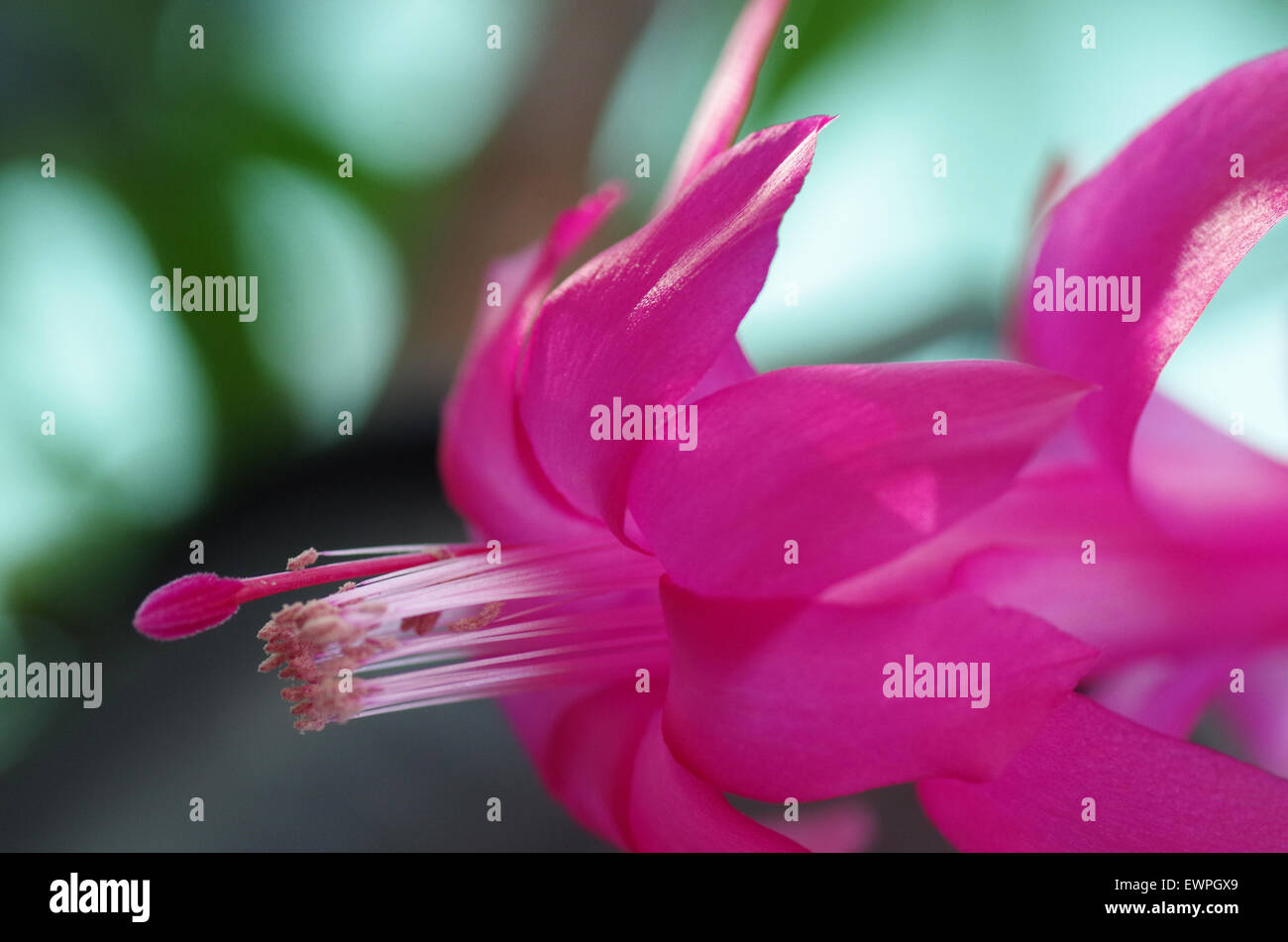 Zygo cactus hi-res stock photography and images - Alamy