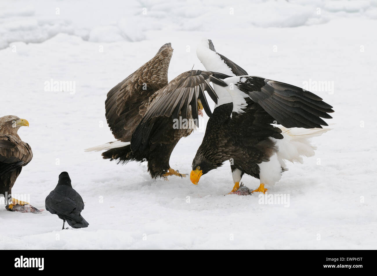 White shouldered eagles hi-res stock photography and images - Alamy