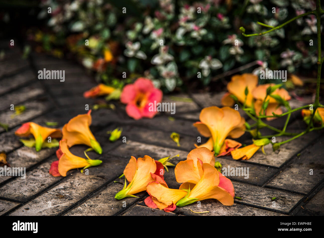 Fallen flowers,Yokohama city,Kanagawa,Japan Stock Photo - Alamy