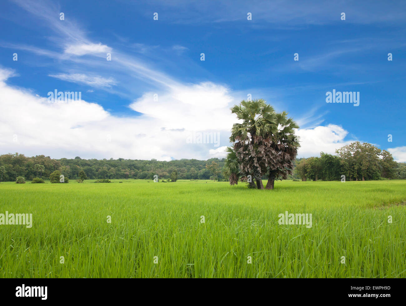 Natural green rice fields and agricultural areas with Thailand Stock ...