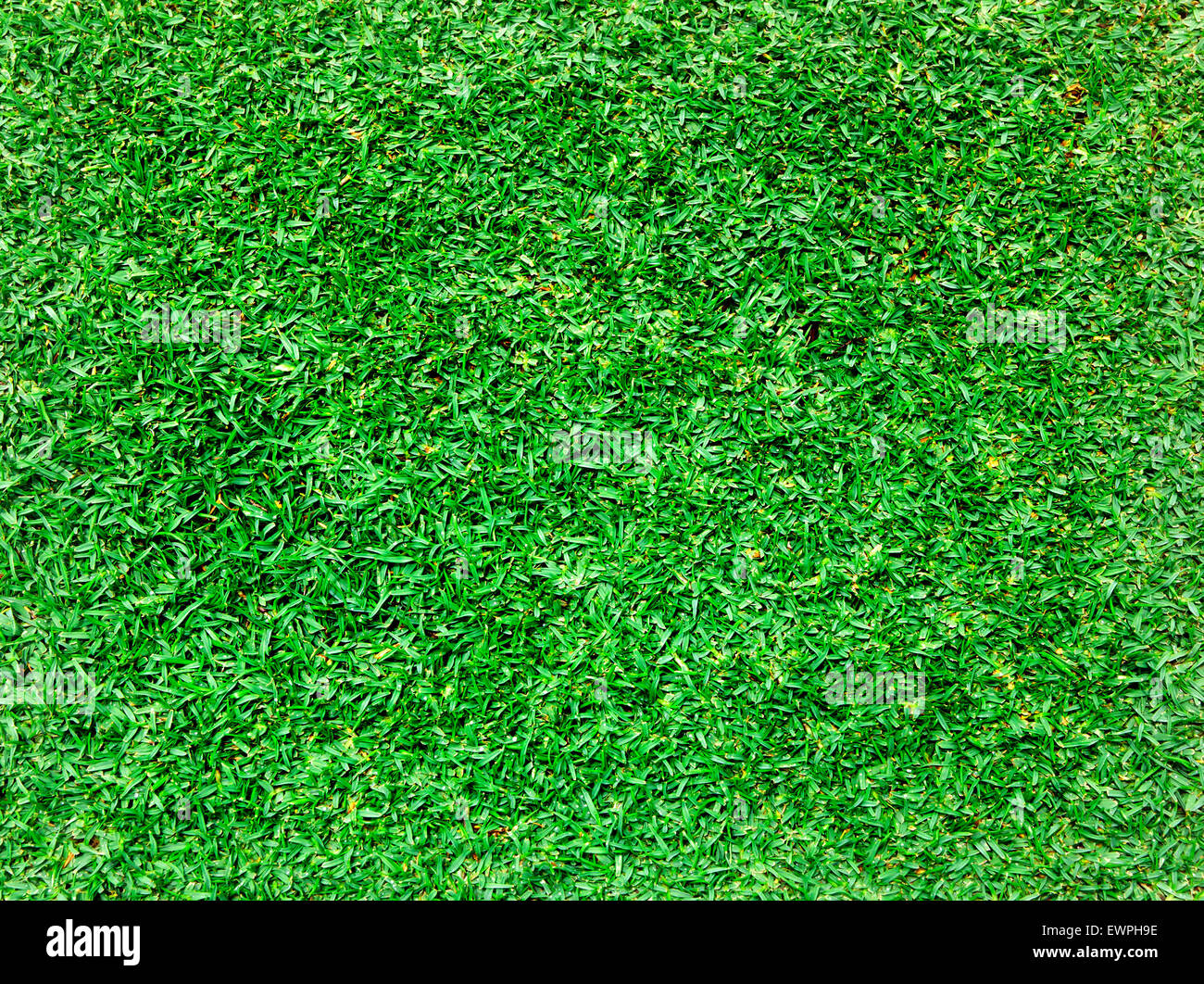 Golf green lawn naturally textured pattern background Stock Photo - Alamy