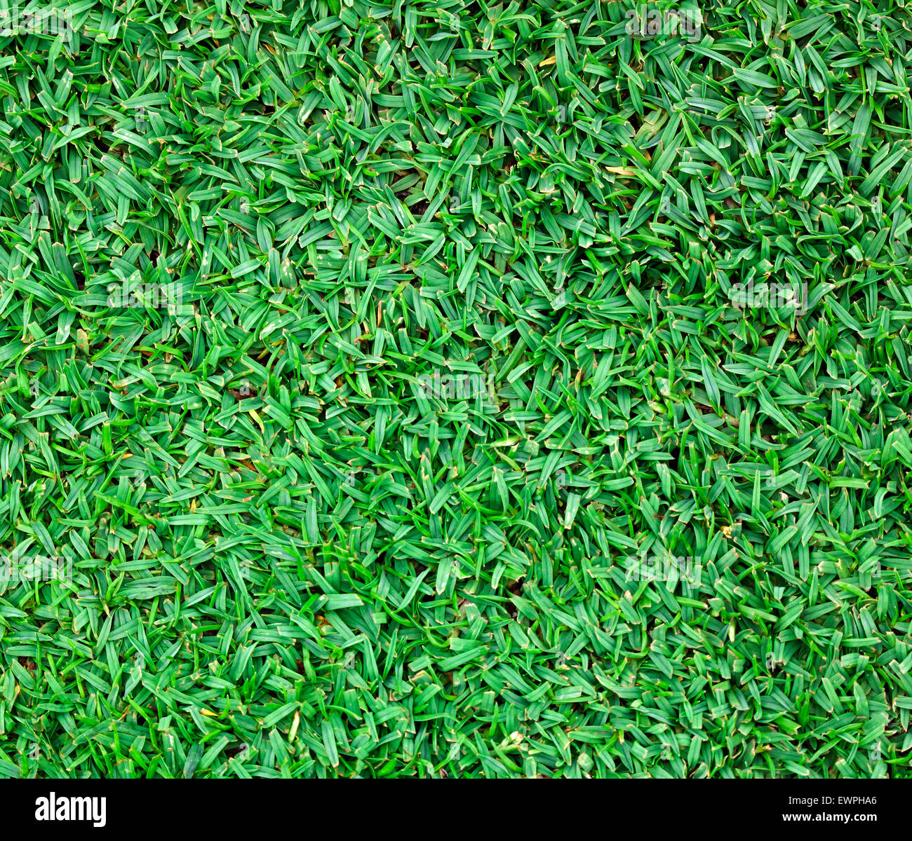 Golf green lawn naturally textured pattern background Stock Photo - Alamy