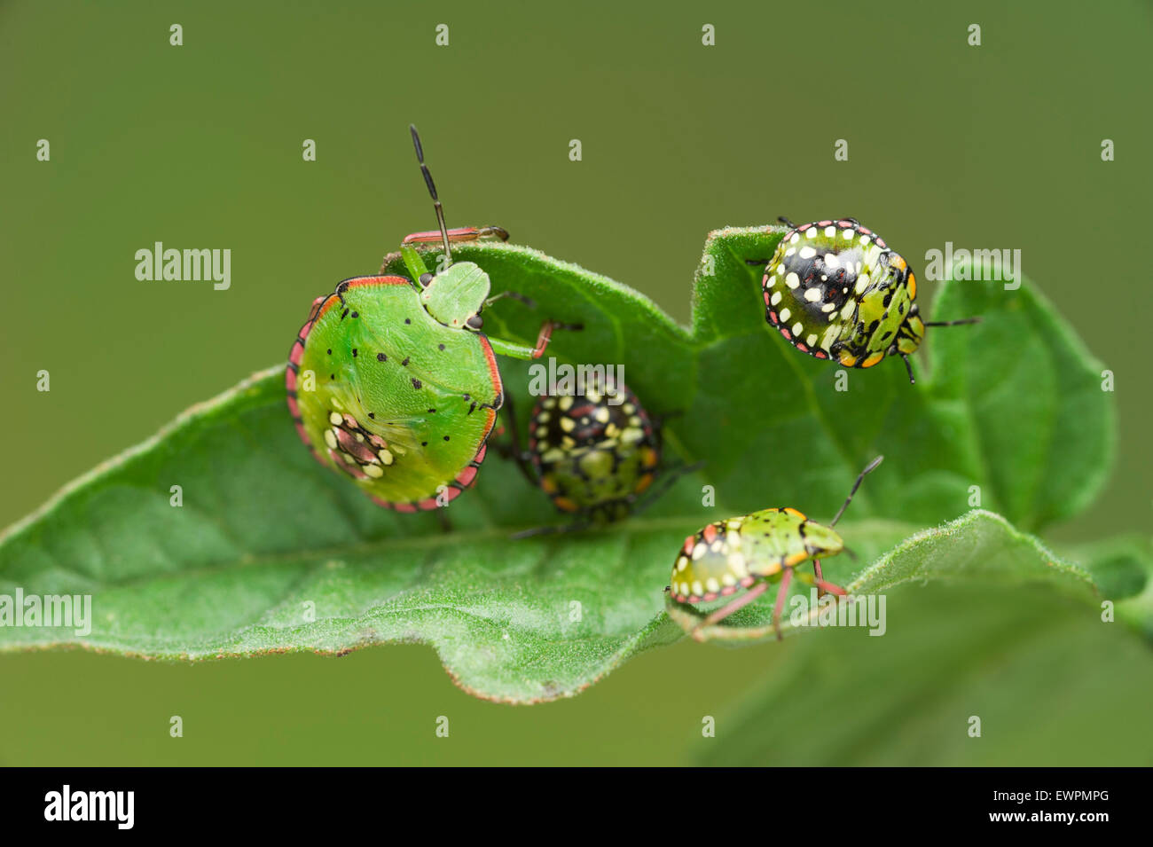 Green vegetable bug (Nezara viridula) nymphs Stock Photo - Alamy