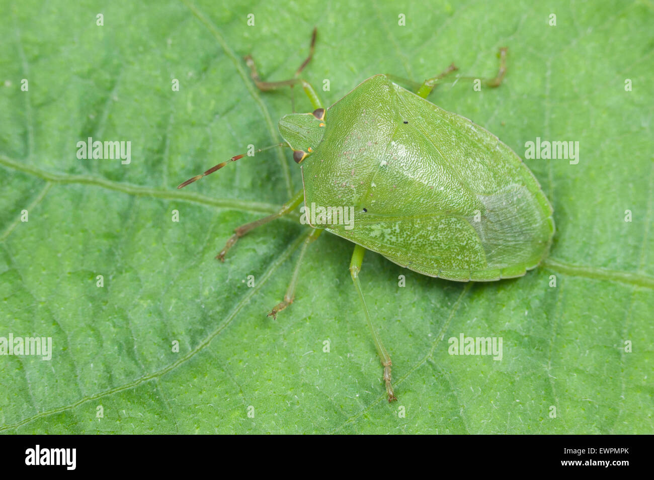 Green vegetable bug (Nezara viridula) adult Stock Photo - Alamy
