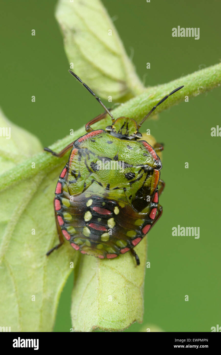 Green vegetable bug (Nezara viridula) nymph Stock Photo - Alamy