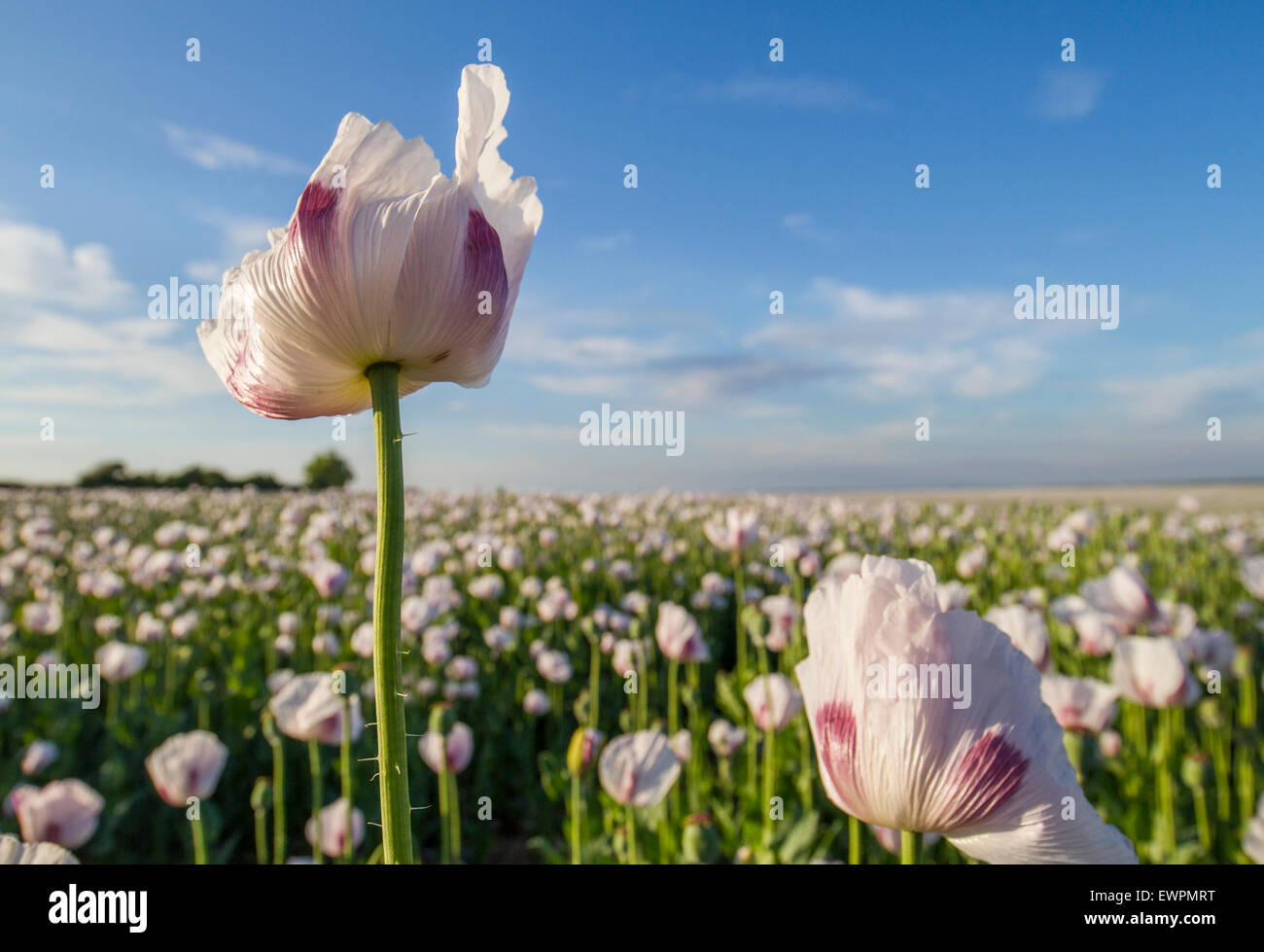 Poppy crop hi-res stock photography and images - Alamy