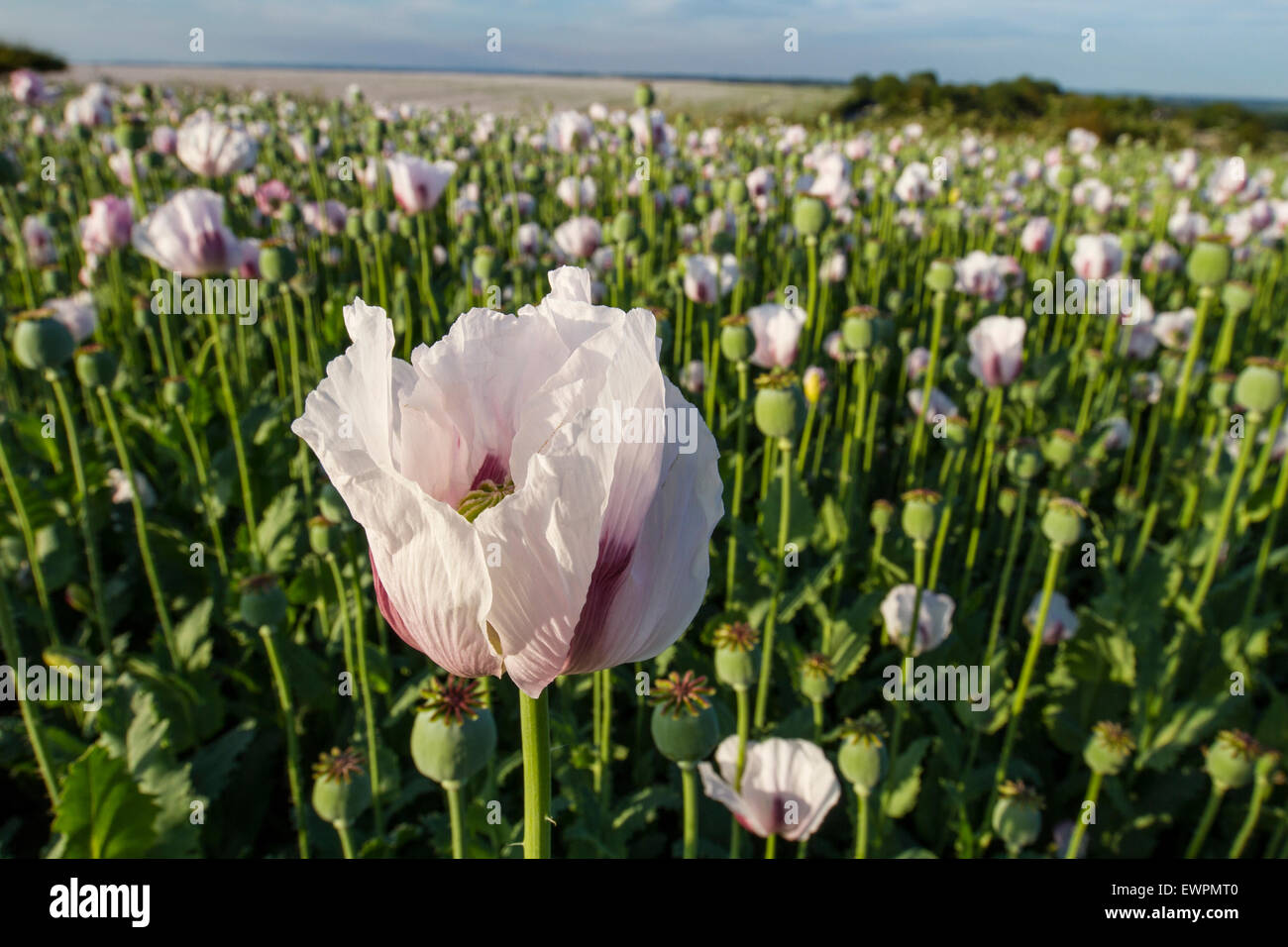 beautiful white pink poppy in crop field at sunset Stock Photo - Alamy