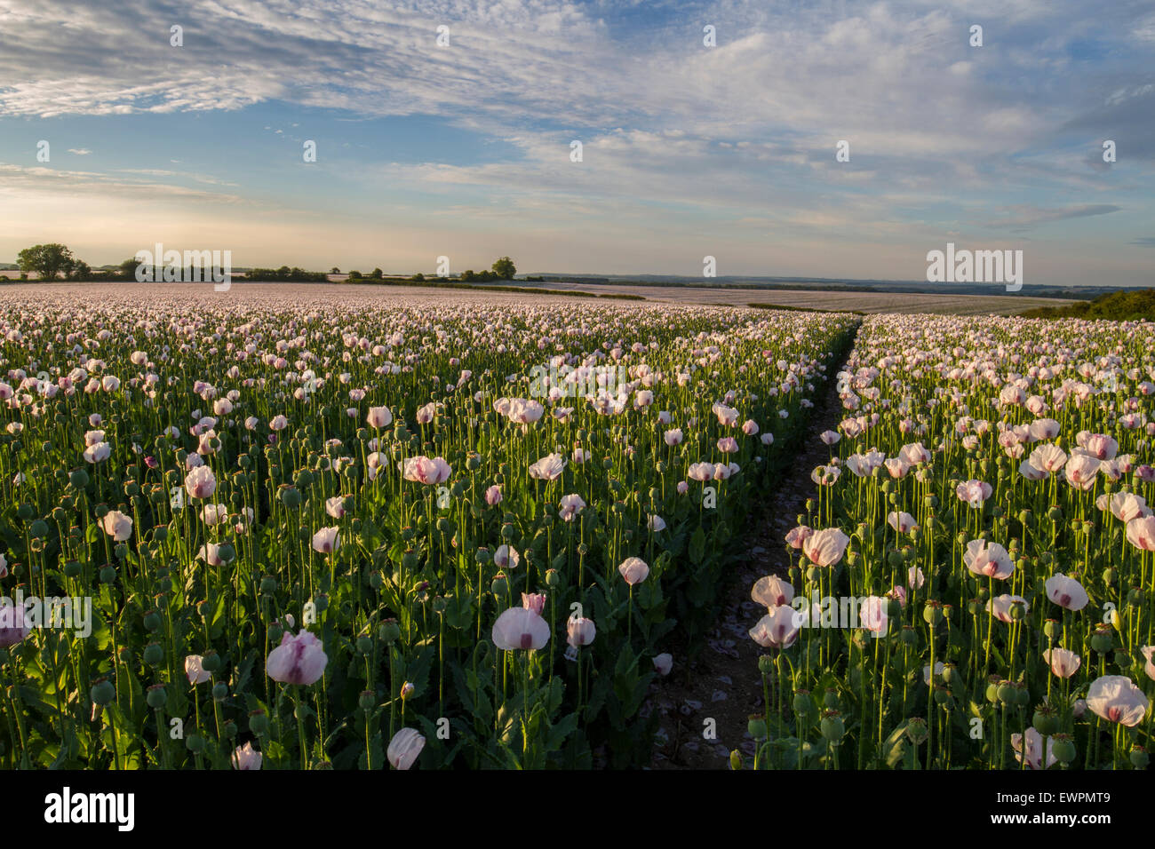 Opium poppy field hi-res stock photography and images - Alamy