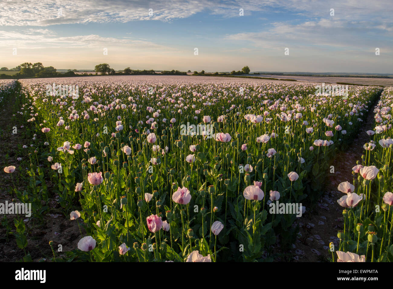 beautiful poppy crop field in evening sun Stock Photo - Alamy