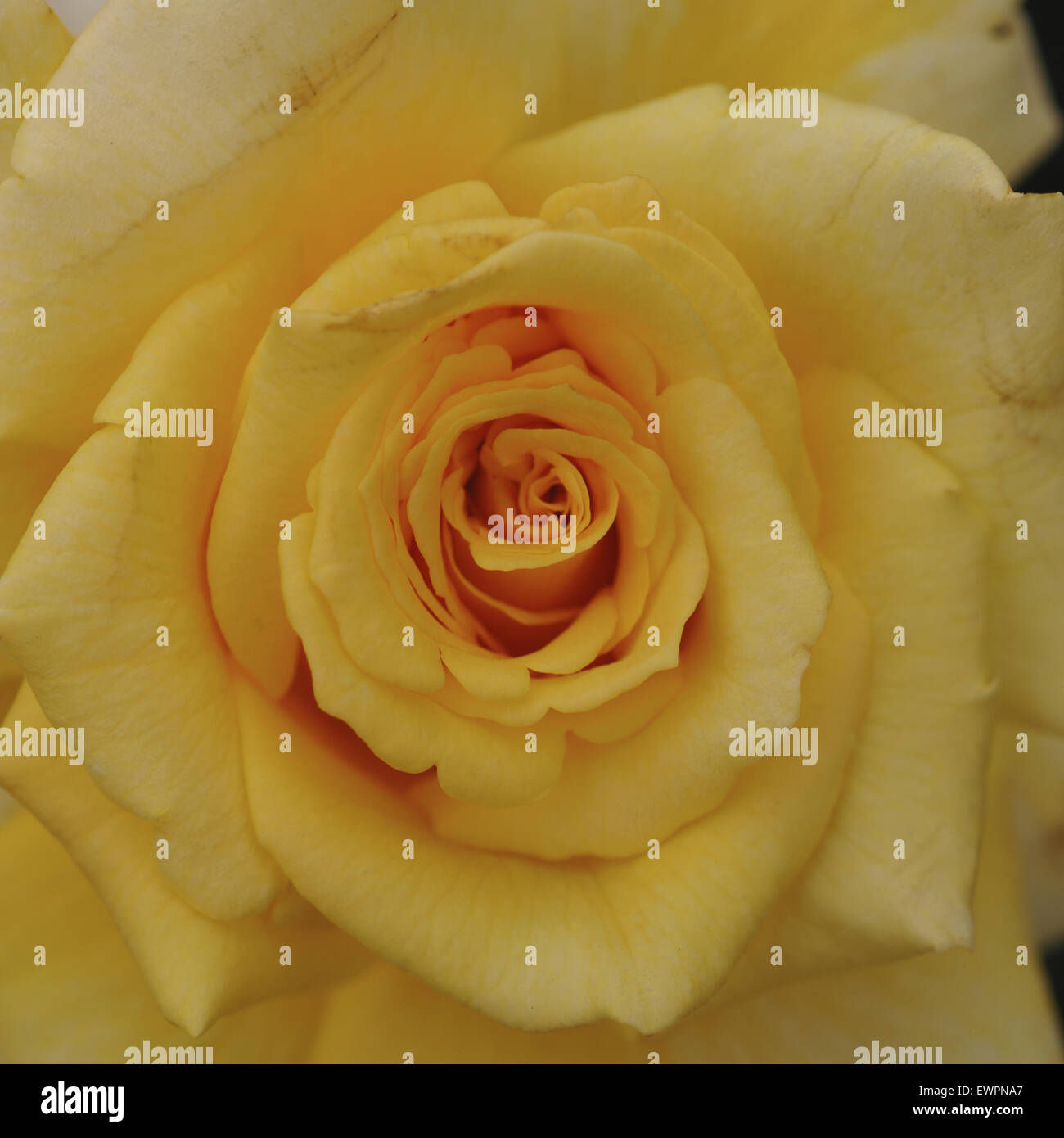 Rosa palace rose hi-res stock photography and images - Alamy