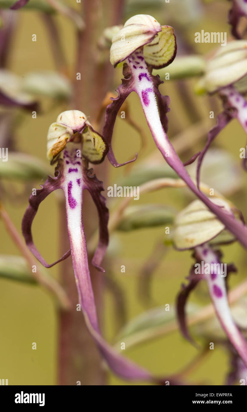 A Lizard Orchid photographed in Somerset Stock Photo - Alamy