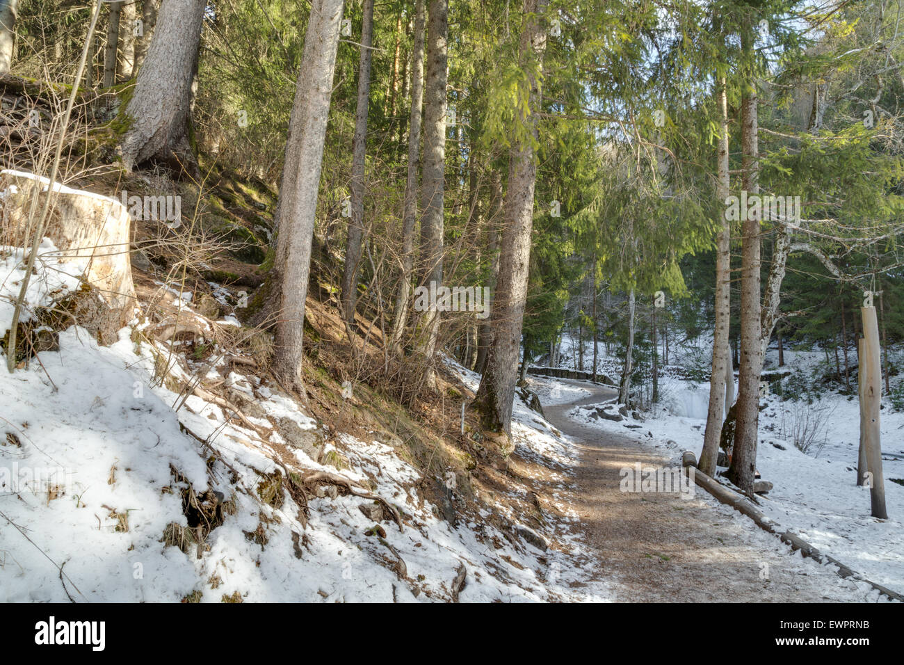 Brown walk path in a forest of green pines, spruces and firs on ...