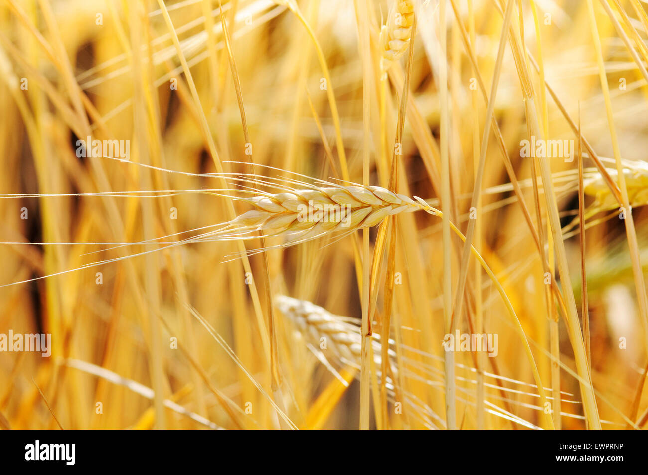 Emmer wheat hi-res stock photography and images - Alamy